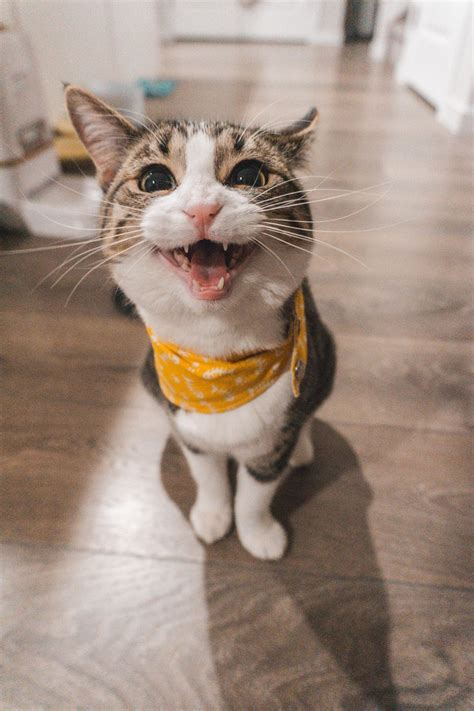 Silly Cats Wallpapers Wallpaper Cave