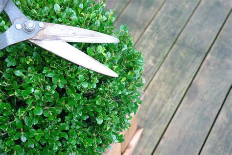 PRUNING BASICS The Pruning Guru