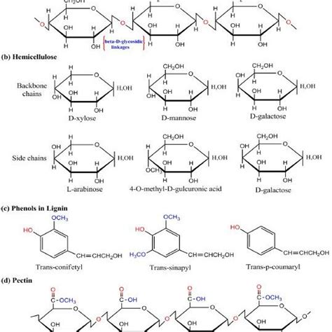 5 Structural Organization Of The Major Constituents In The Fiber Cell