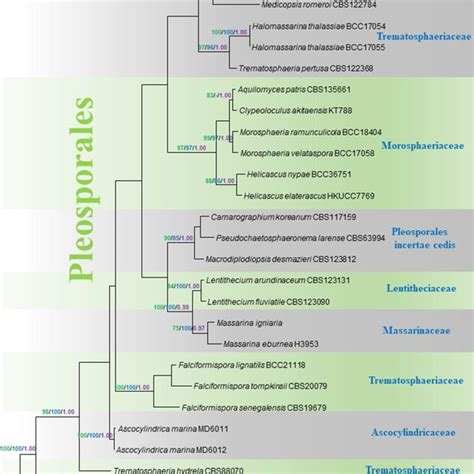 Phylogram Generated From Maximum Parsimony Analysis Based On Combined