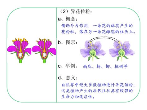 4 1 2 传粉和受精（课件）（共35张ppt） 21世纪教育网 二一教育