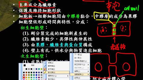 選修生物ch1 3 02植物的細胞壁、中膠層與原生質絲三廉 Youtube
