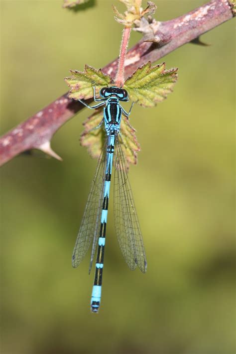 Coenagrion Ornatum Ornate Damselfly