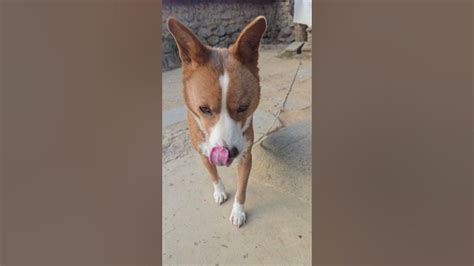 귀를 쫑긋 세우고 Youtube