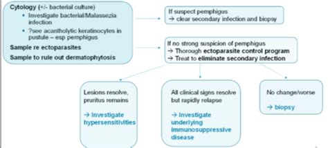 Crusting Scaling Pustular And Papular Lesions Flashcards Quizlet
