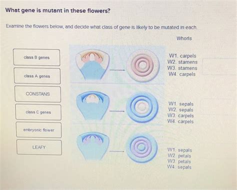 Solved What Does Globular Stage Give Rise To What Does The