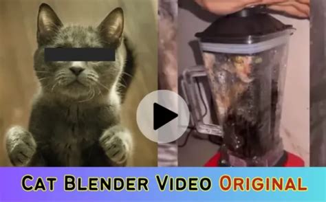 Watch Full Video Cat Blender Video On Twitter Original By Foltz Medium