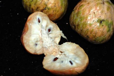 Custard Apple World Crops Database Tropical Fruits