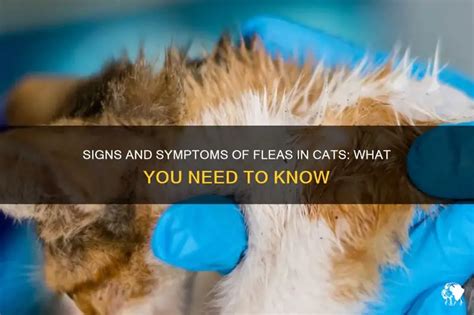 Signs And Symptoms Of Fleas In Cats What You Need To Know Petshun