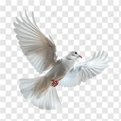 투명 배경에 고립 된 비행 비둘기 나는 비둘기 날아다니는 비둘기 Png 일러스트 및 이미지 에 대한 무료 다운로드 Pngtree