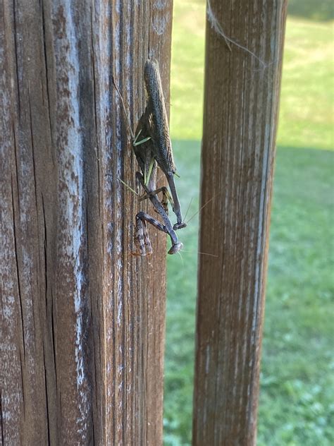 No Identification Neededjust Wish I Could Warn Him 🥴 Rwhatsthisbug