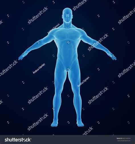 3d Rendering Human Body Stock Illustration 662145316 Shutterstock
