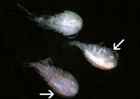 Copepods Cyclopoids Manaaki Whenua