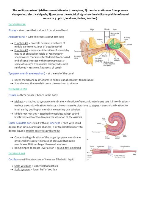 Solution Cognitive Neuroscience Auditory And Higher Order Language