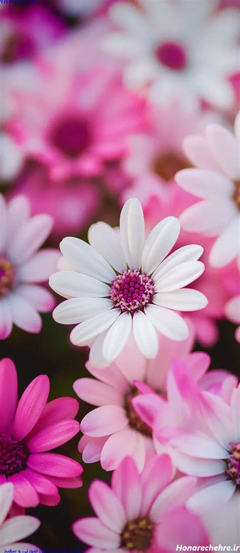 38 عکس از تصویر زمینه کیوت که دلتان را میبرد