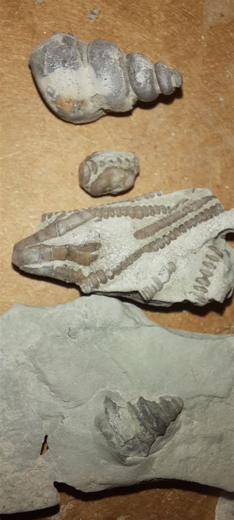 Cryptolithus Tessellatus Fossil Hunting Trips The Fossil Forum