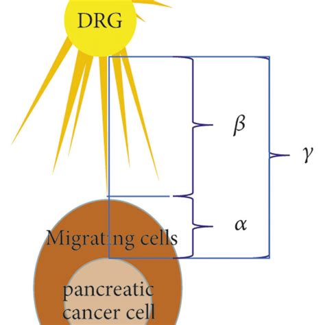 The Effect Of The Nodal Signaling Pathway On The Interaction Between