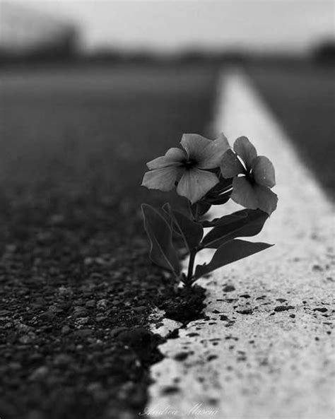 Lívida Rosa Ciência De Deus