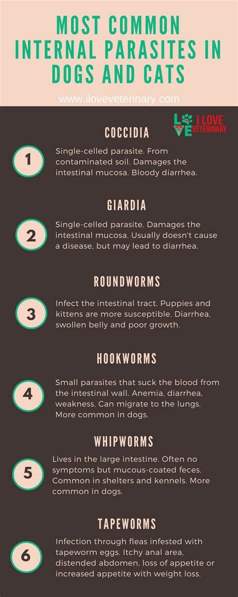 Most Common Internal Parasites In Dogs And Cats I Love Veterinary Artofit