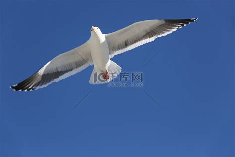 空中飞翔的海鸥高清摄影大图 千库网