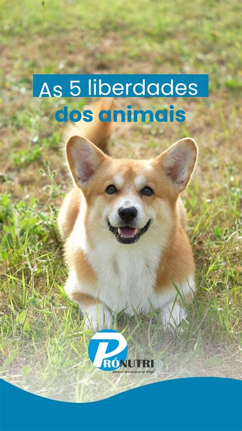 Você Conhece As 5 Liberdades Dos Animais Com A Criação Do Conceito De