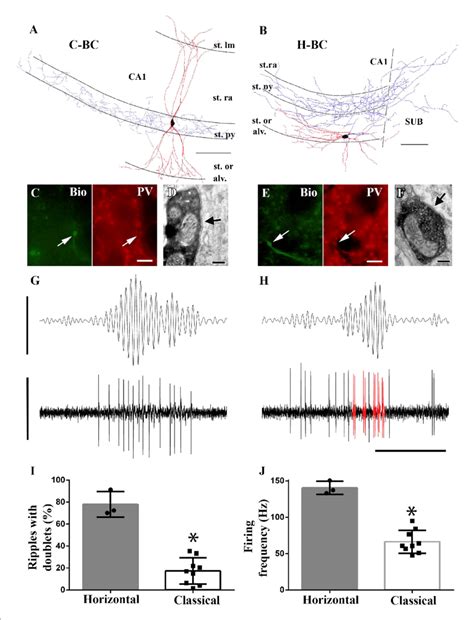 Horizontal Bcs Located Outside Pyramidal Layer Fire Doublets During Download Scientific Diagram
