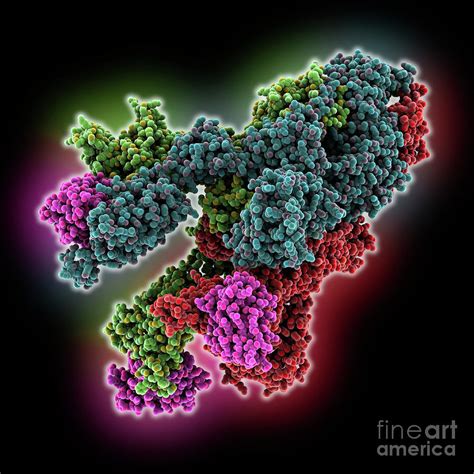 Sars Cov 2 Spike Glycoprotein Complex 2 By Science Photo Library