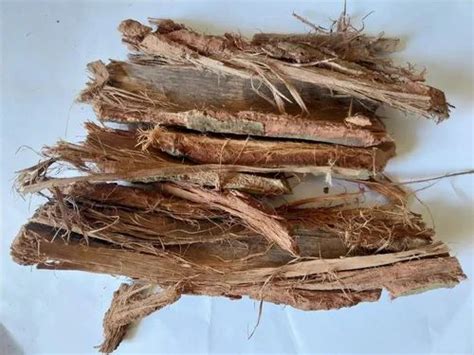 Ashok Chaal Saraca Asoca Ashoka Bark Ashoka Tree Bark Ashok