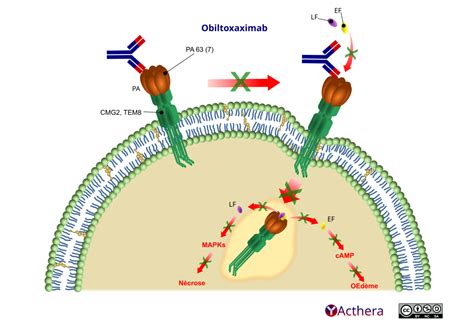 Obiltoxaximab Nyxthracis®