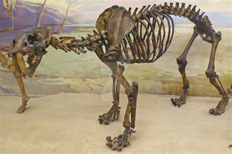 Smilodon Fatalis Skeleton By Schutzhund Chick94 On Deviantart