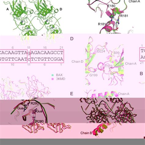 A Model For The P53 Core Domain Tetramer Bound To Dna The Model Is Download Scientific Diagram