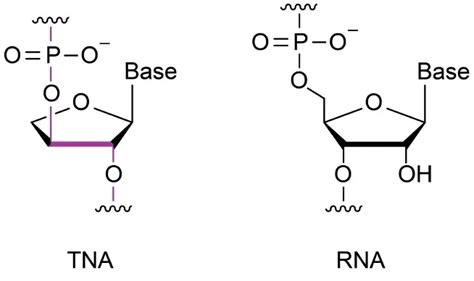 于涵洋课题组jacs：tna酶催化rna天然连接 X Mol资讯