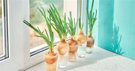 Як швидко виростити зелену цибулю — зимовий спосіб Телеграф