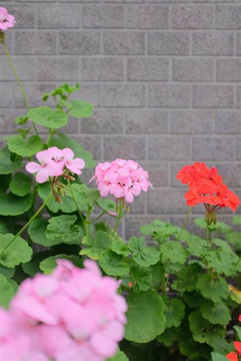 10 Plants You Can Easily Grow From Cuttings