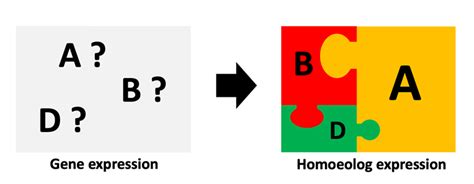 Solving The Living Puzzle Homoeolog Interaction In Polyploid Genomes Monogram