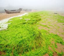浒苔图册 360百科