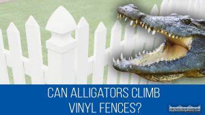 Can Alligators Climb Vinyl Fence Buy Direct Vinyl Fence