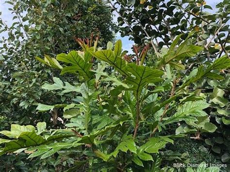 Pin By Home And Garden H And G On Tree Selector 01 Unique Trees Plants