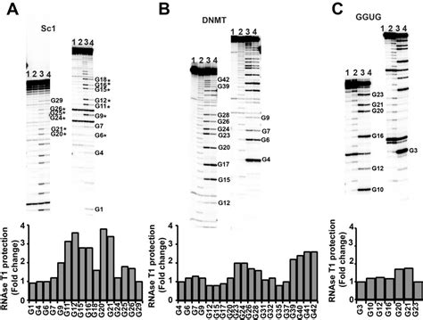 Figure 4 1 From Characterizing The Rna Binding Properties Of The Intrinsically Disordered Fus