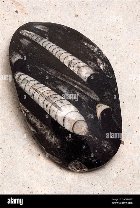 The Orthoceras Fossils In This Piece Of Black Moroccan Limestone Come