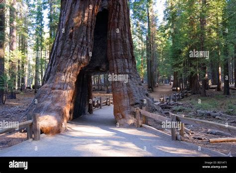 Usa California Yosemite National Park Mariposa Grove Giant Sequoias
