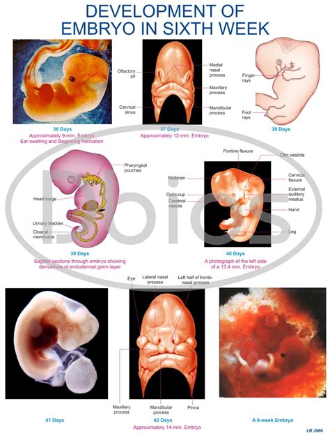 Embryology Charts For Classes Not Masses