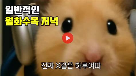 퇴근하고 집에 온 햄스터 유머 움짤 이슈 에펨코리아