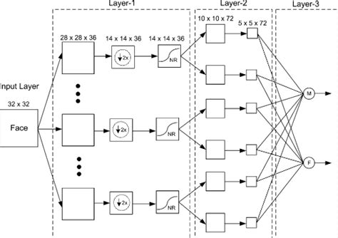 Gender Classification Network Architecture Download Scientific Diagram