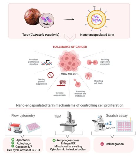 Tarin Loaded Nanoliposomes Activate Apoptosis And Autophagy Ijn