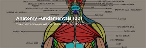 Modelling Pathway Foundation Cave Academy