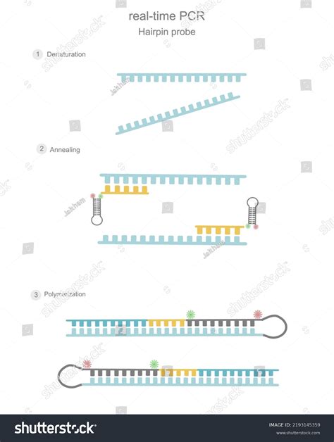 Realtime Pcr Steps Denaturation Annealing Polymerization Stock Vector Royalty Free 2193145359