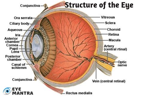 Eyeball Anatomy Labeled