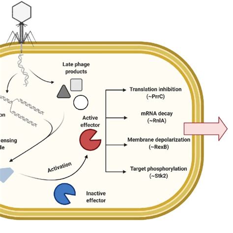 General Principle Of Abortive Infection Response Examples Of Effectors