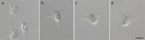 Microscopic Views Of The Myxospores Of Kudoa Guangdongensis N Sp From